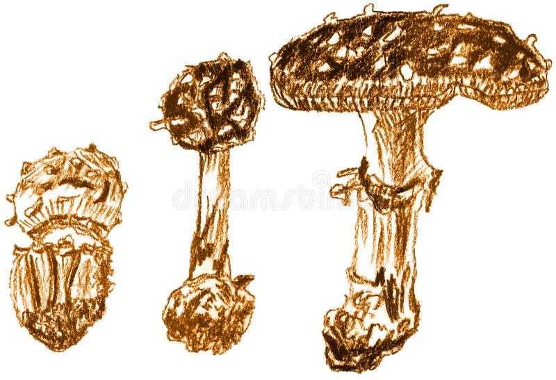 The Stages of Development of a Poisonous Toadstool Stock Vector ...