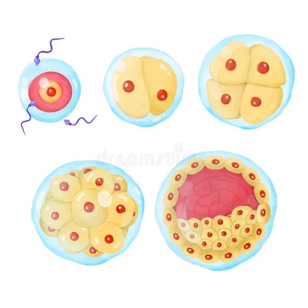 The Stages of Embryo Development. Stock Illustration - Illustration of ...