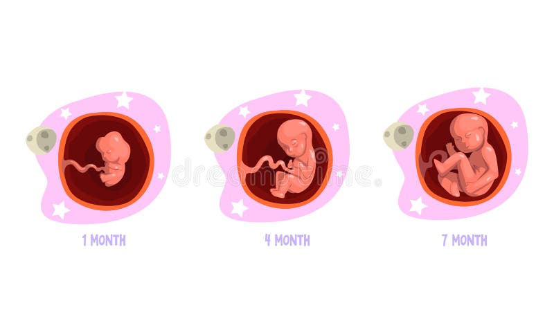 Stages of Embryo Development Set, 1, 4, 7 Month Cartoon Vector ...