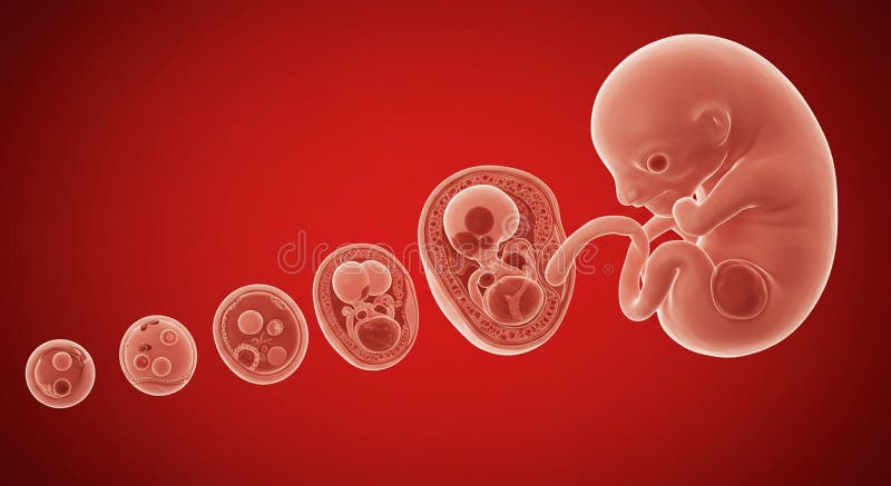 Stages of Fetal Development Illustration on Red Background Stock ...