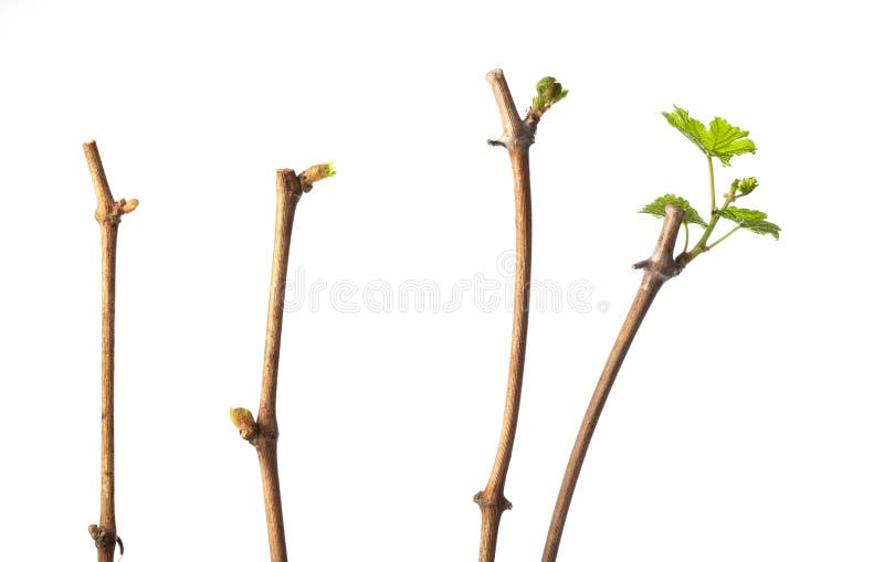 Stages of Grape Bud Development during Germination Stock Image - Image ...