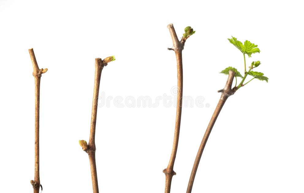 Stages of Grape Bud Development during Germination Stock Image - Image ...