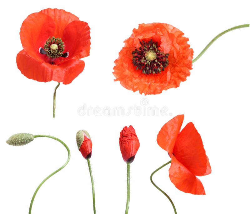 Stages of Growing Poppies Isolated Stock Photo - Image of plantation ...