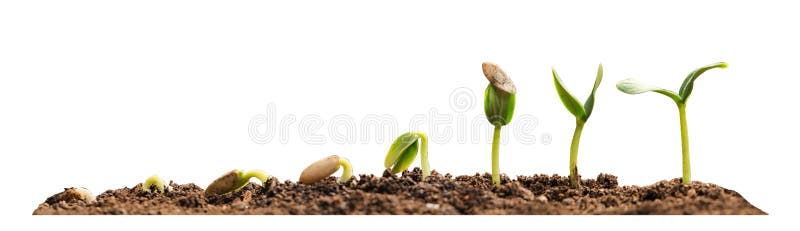 Stages of Growing Seedling in Soil on Background. Banner Design Stock ...