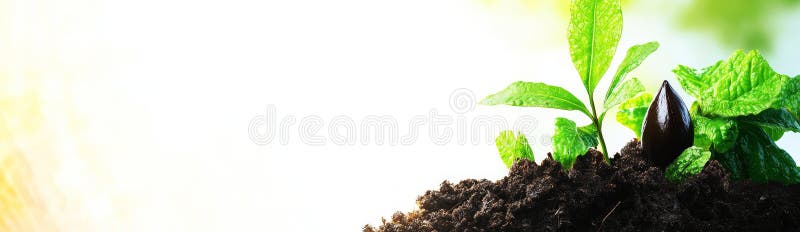 Stages Growing Seedling Soil White Background Banner Design Stock ...
