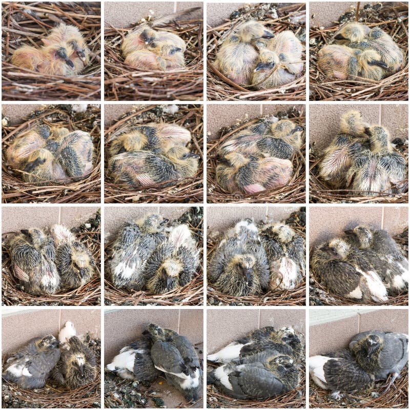 Stages Growth of Chicks Pigeons Stock Image - Image of collection ...