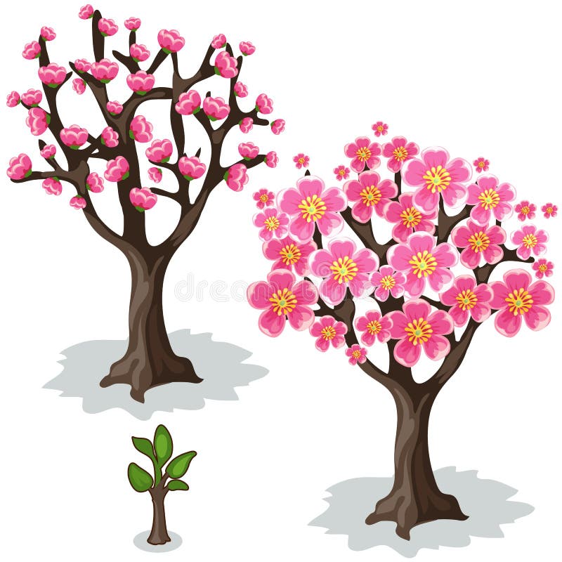 Blossoming Branch of a Tree Pink Flowers in Spring Isolated on White ...