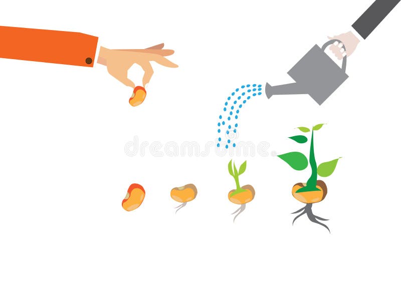 Stages of Growth of Plant and Seed To Tree Stock Illustration ...