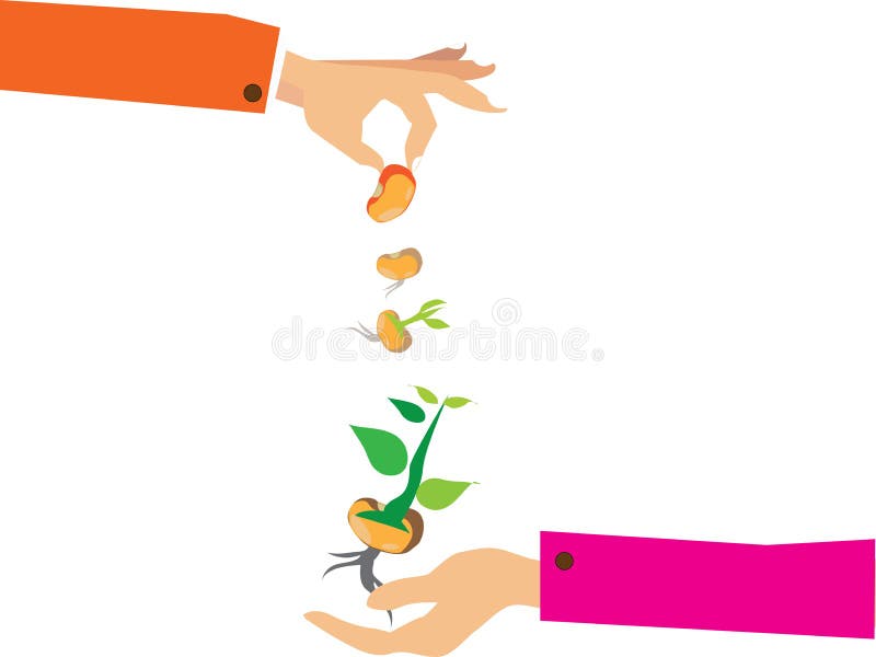 Stages of Growth of Plant and Seed To Tree Stock Illustration ...