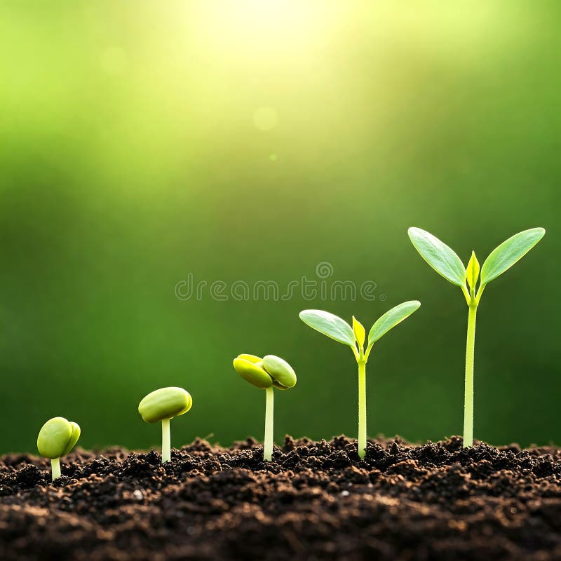 Stages of Growth: Seedlings Emerging from Soil Stock Illustration ...