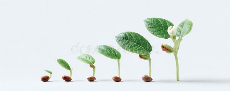 Stages of Growth. Sequence of a Seed Sprouting and Developing into a ...