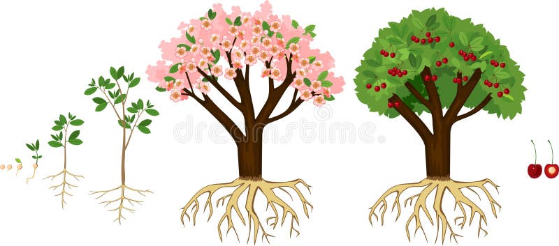 Plant Growing from Seed To Cherry Tree. Stock Vector - Illustration of ...