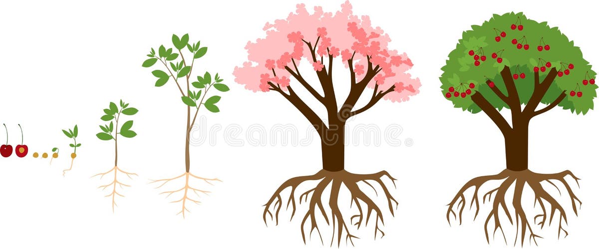 Life Cycle Sakura Stock Illustrations – 90 Life Cycle Sakura Stock ...