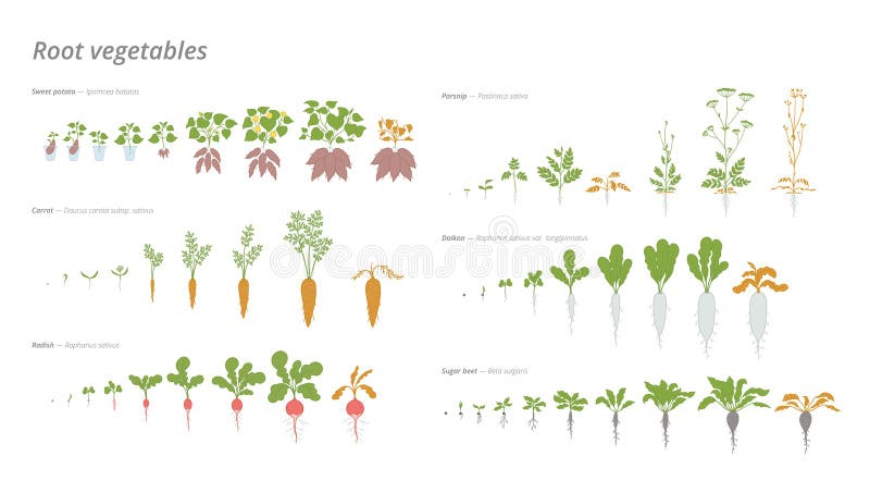 Stages of Growth of Various Root Vegetables Showcasing Their ...