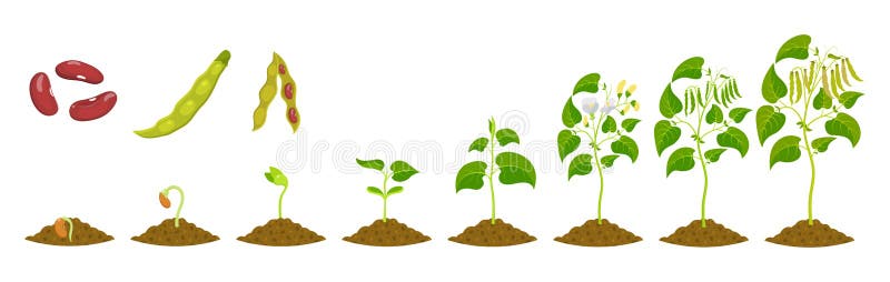 Stages of Kidney Bean Growth. Growing Legumes from Seed Stock Vector ...