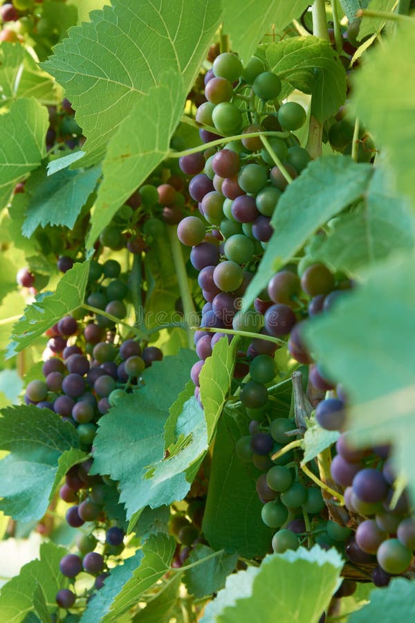 Stages of Ripening of Wine Grape Stock Photo - Image of green, vine ...