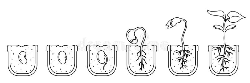 Stages of Seed Germination in Pot of Soil. Linear Illustration of Bean ...