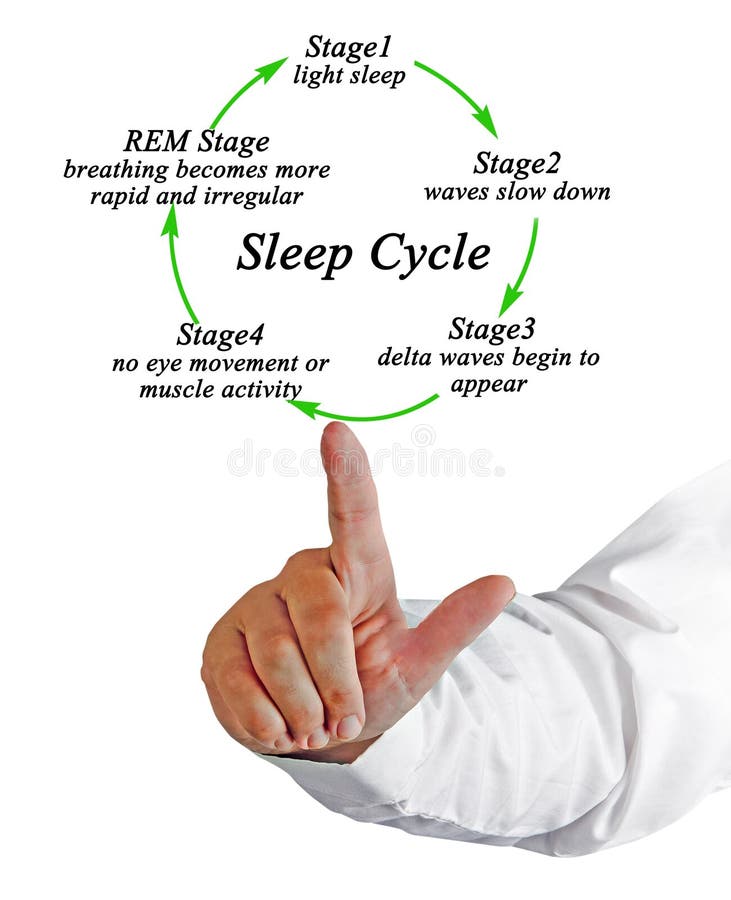 Stages of Sleep Cycle stock photo. Image of five, activity - 127561256