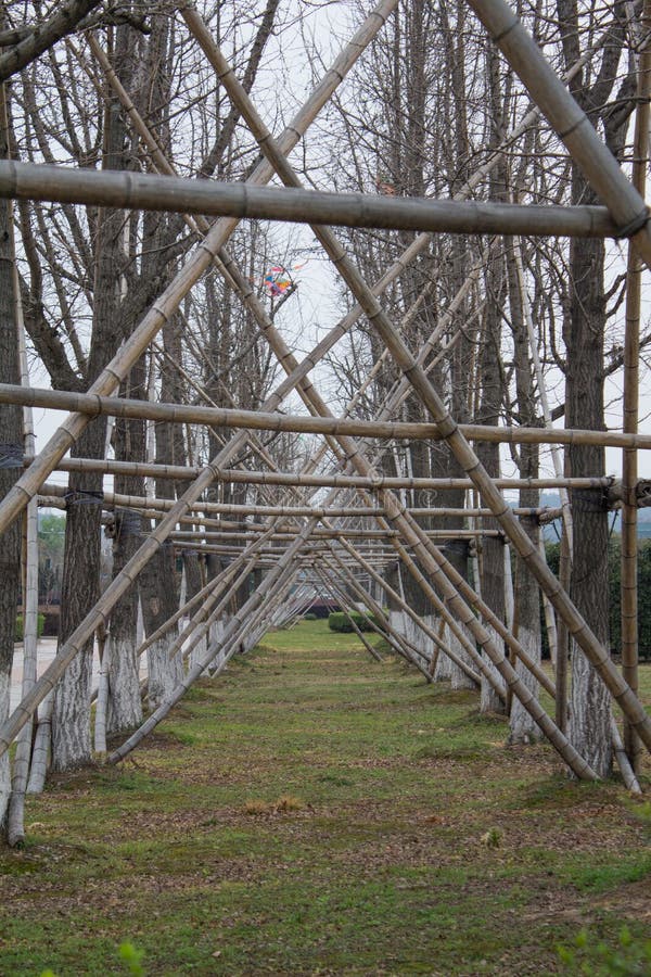 Staggered stock image. Image of protection, trees, symmetry - 39025559