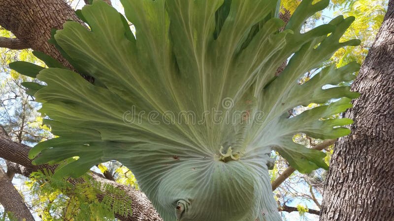 Staghorn stock photo. Image of tree, rainforest, garden - 157974340