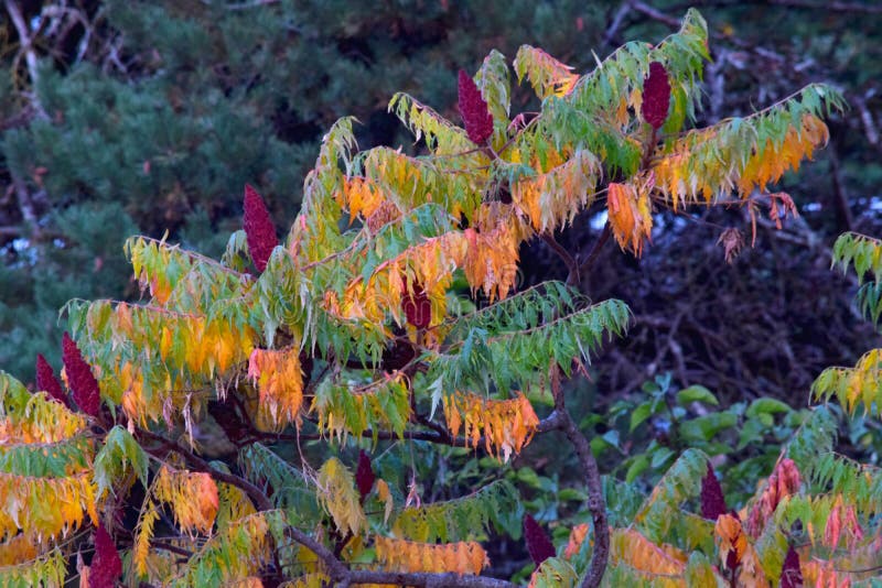 Staghorn Sumac Autumn Branch 03 Stock Image - Image of plant, typhina ...