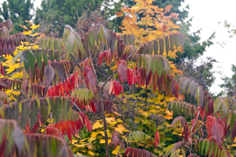 Staghorn sumac in fall stock image. Image of background - 39695943