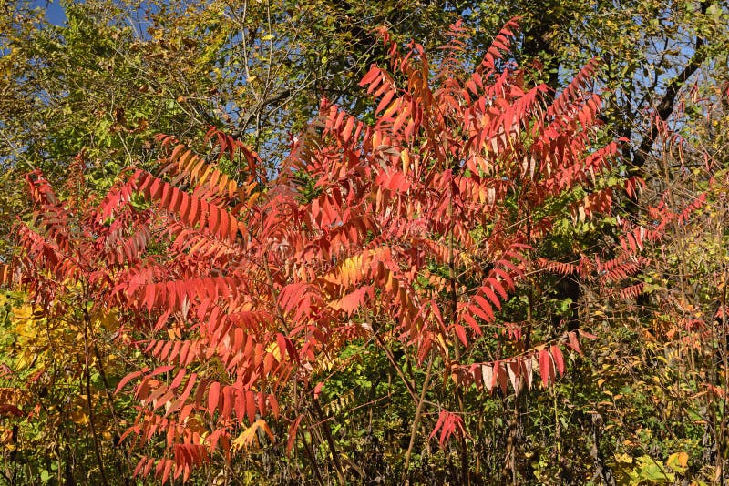 Staghorn Sumac in the Fall stock image. Image of park - 84629079