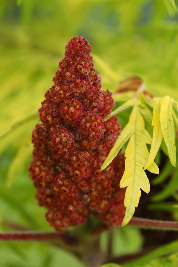 Staghorn Sumac Flowers on the Branch in Garden Stock Photo - Image of ...