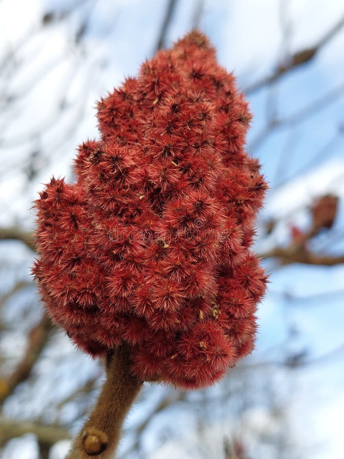 Staghorn Sumac (Rhus Typhina) Stock Photo - Image of typhina, flora ...