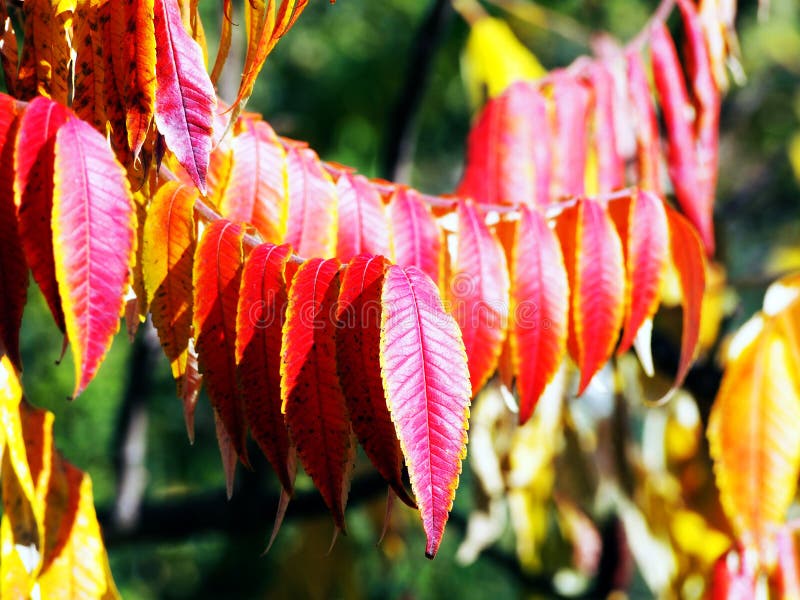 Staghorn Sumac stock image. Image of color, nature, autumn - 78981413