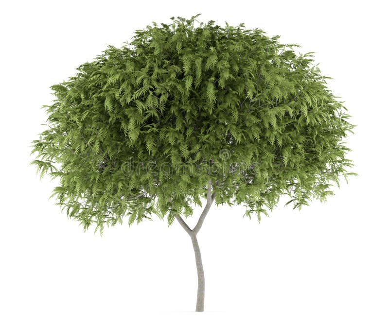 Staghorn Stock Illustrations – 393 Staghorn Stock Illustrations ...