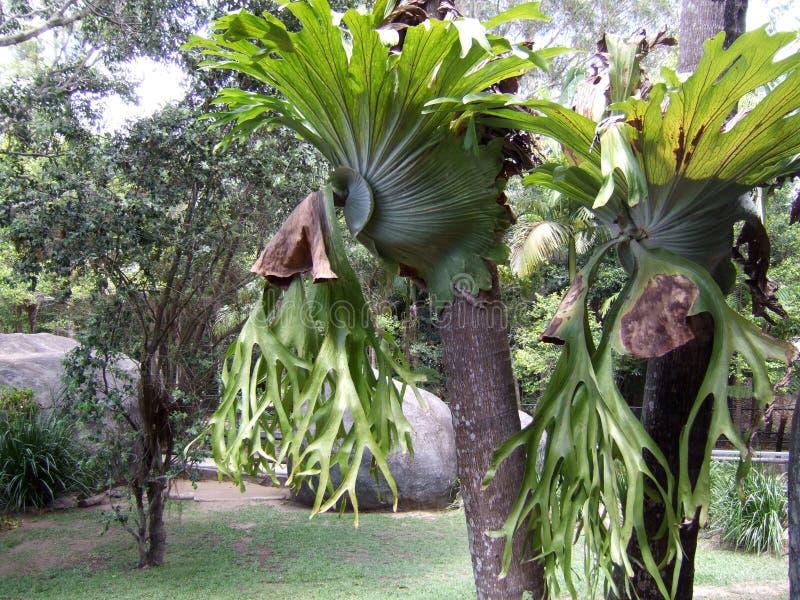 Staghorn Plant on Tree stock photo. Image of many, lovely - 161432570