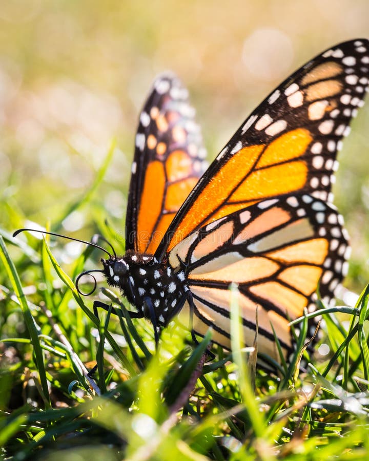 Stagione della farfalla fotografia stock. Immagine di luce - 52649830