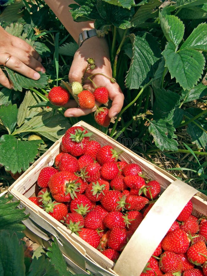 Produzione Organica Della Frutta Cassa Della Tenuta Dell'agricoltore in ...