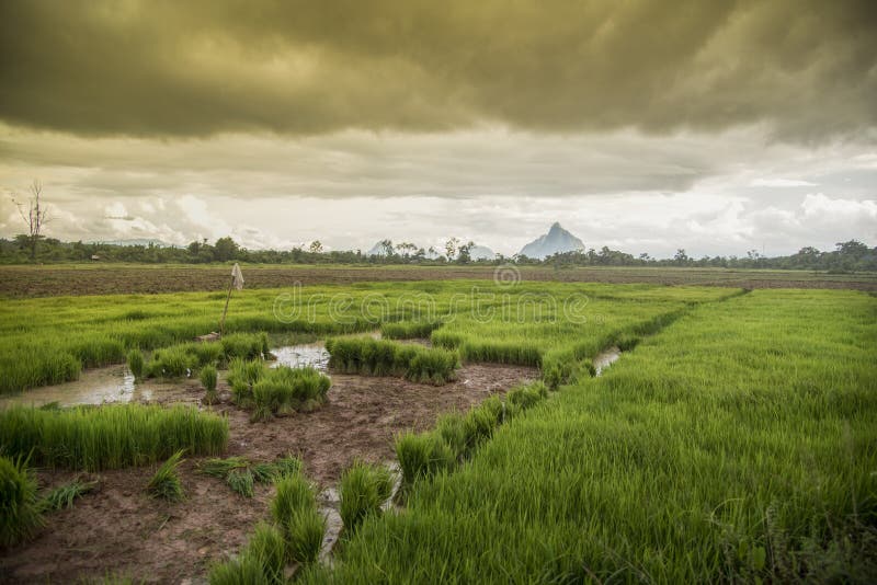 Agricoltura Di Stagione Delle Pioggie Fotografia Stock - Immagine di ...