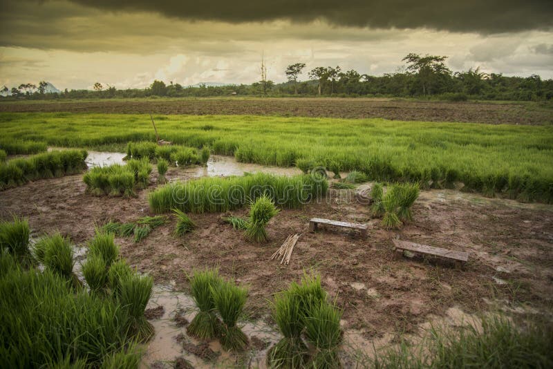 Agricoltura Di Stagione Delle Pioggie Fotografia Stock - Immagine di ...