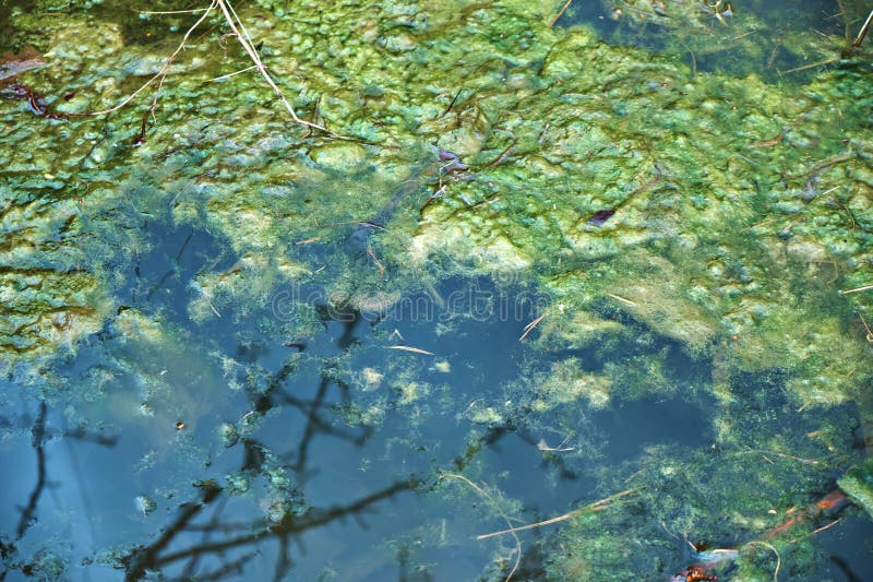 Stagnant Water with Abnormal Growth of Dangerous Plants, Algae and ...