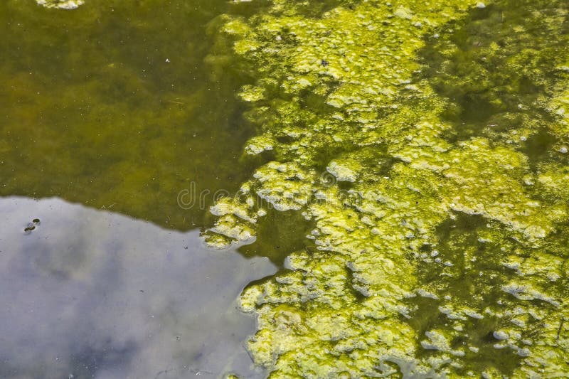Stagnant Water Background with Algae Emerging on Surface in a Lake ...