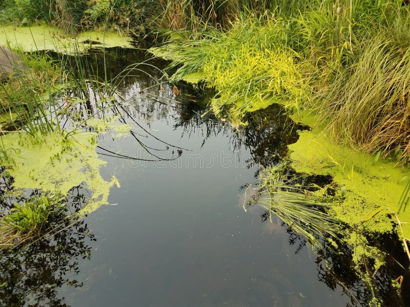 Stagnant Water with Green Algae and Grasses Stock Photo - Image of ...