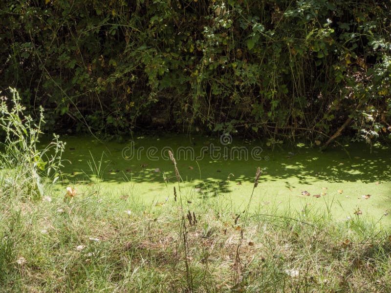 Stagnant Water with Pollution and Algae Growing. Water Problem and ...