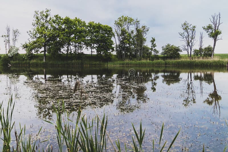 Stagnant water stock image. Image of river, tree, water - 94558305