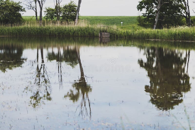 Stagnant water stock image. Image of atspalaquo, tree - 94558319