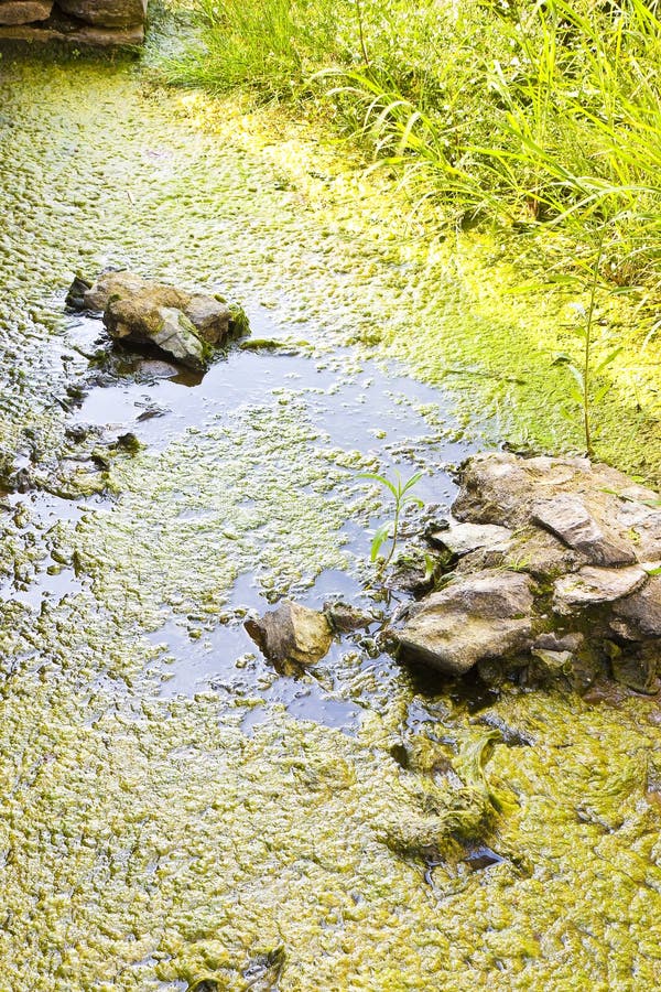 Stagnant Water with Stones Emerging on the Surface Stock Photo - Image ...