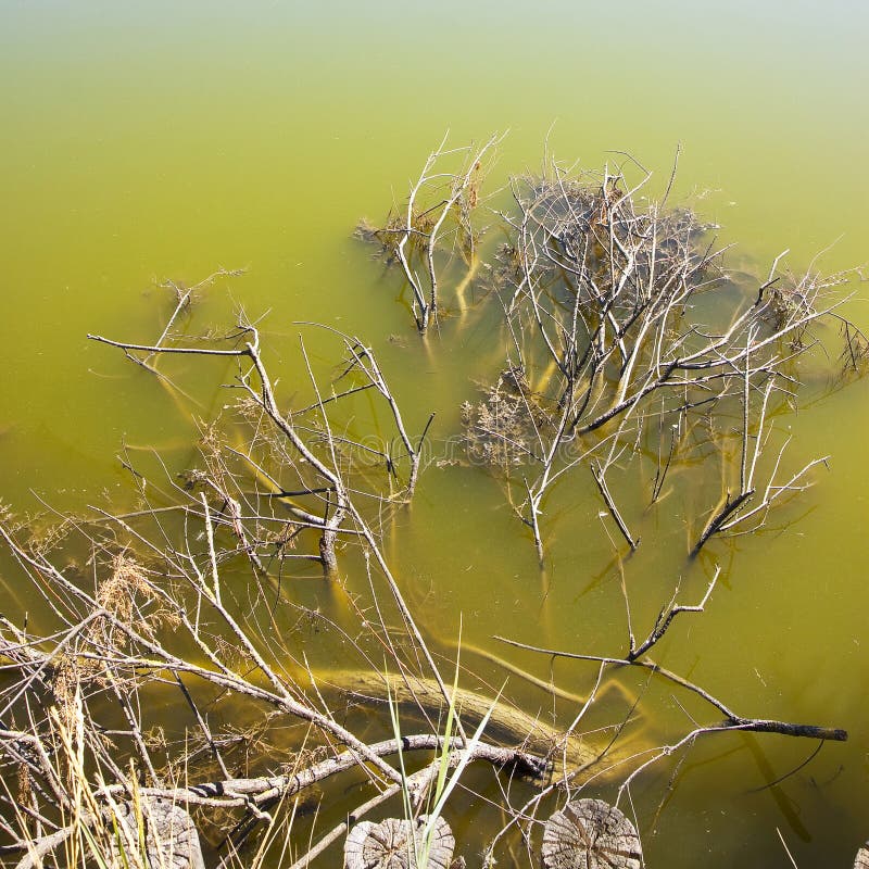 Stagnerende Waterachtergrond Met Gele Algen Die Op Het ...