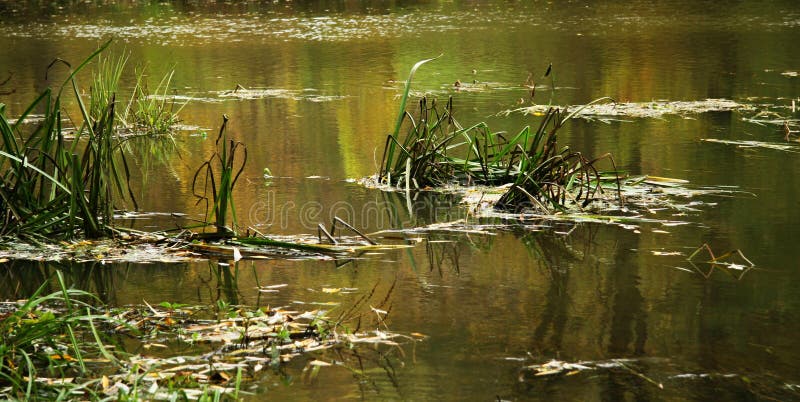 Stagno fotografia stock. Immagine di lago, sviluppisi - 4054470
