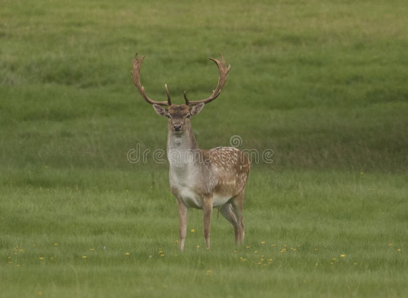 Stags stock image. Image of stag, beautiful, field, stags - 99353071