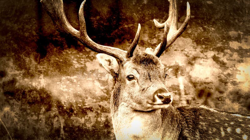 Stags Head in Sepia stock image. Image of wildlife, tone - 80917673