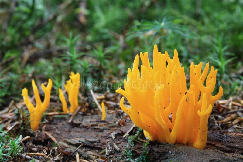 Stagshorn Jaune De Champignons De Couche Photo stock - Image of civière ...