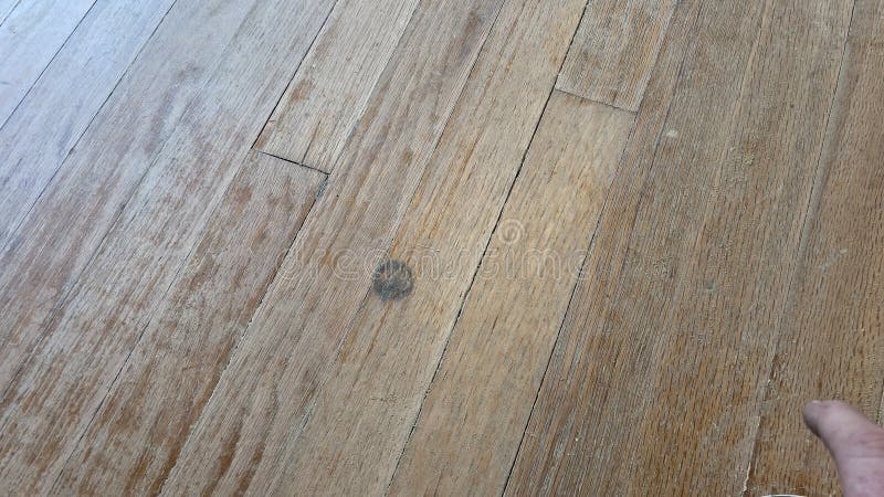 Stain Damage on Hardwood Floor Stock Photo - Image of flooring ...
