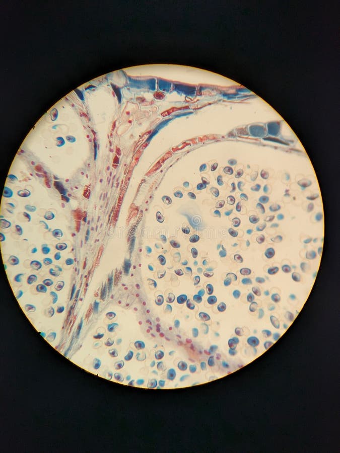Stained Biological Cells Under Microscope Stock Photo - Image of ...